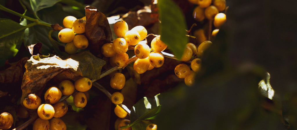 Seasonality in Coffee – Origin Coffee