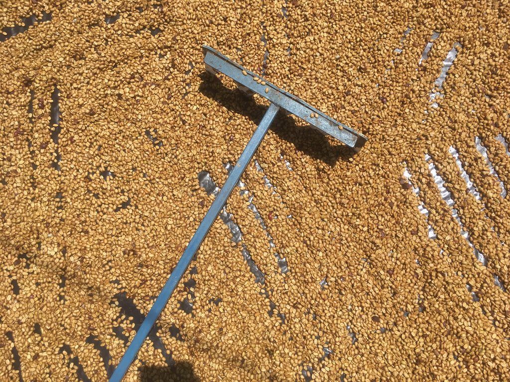 Brewing Pathfinder with Origin Coffee | 20 Year Series