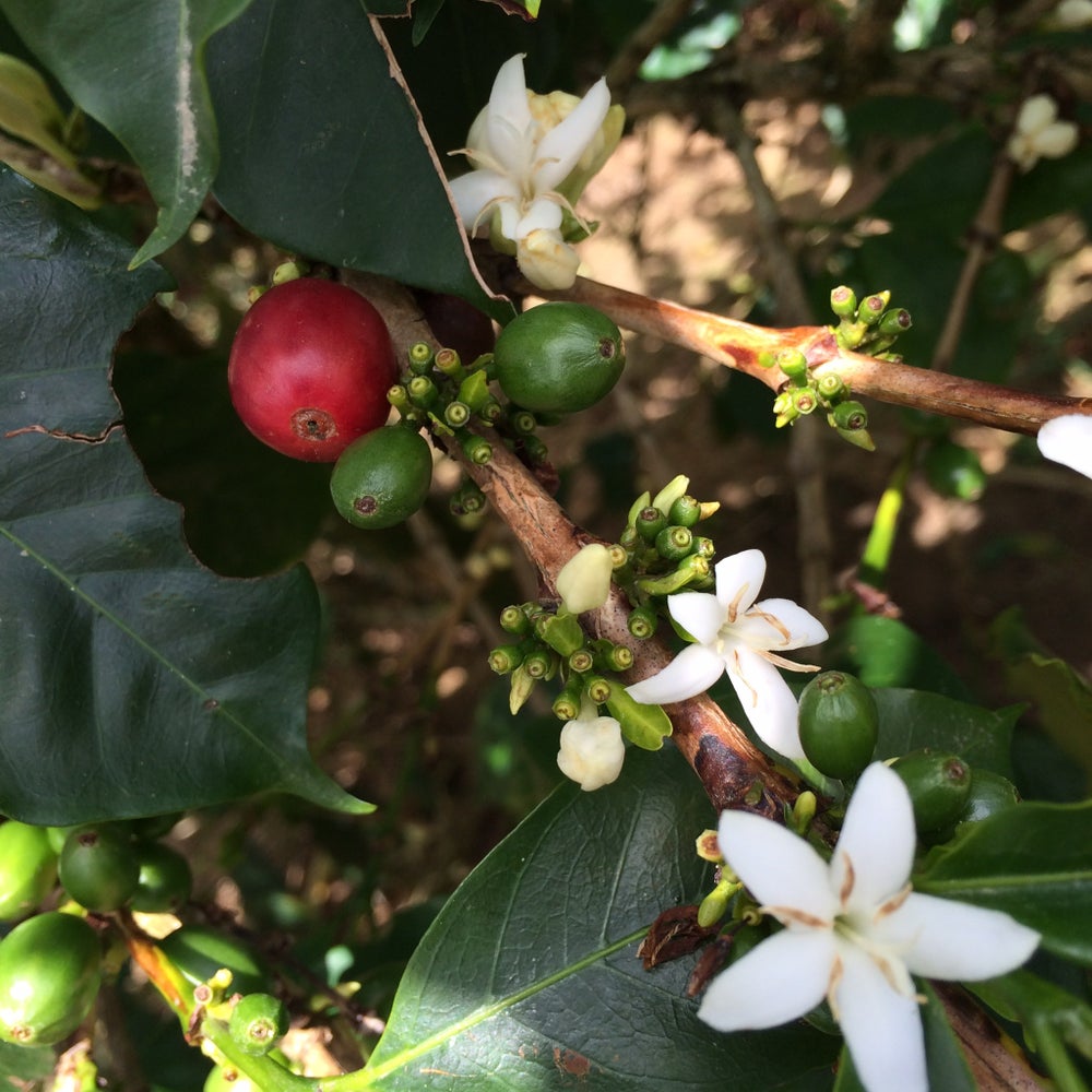 Decaf Coffee Beans | Atlas Decaf | Origin Coffee