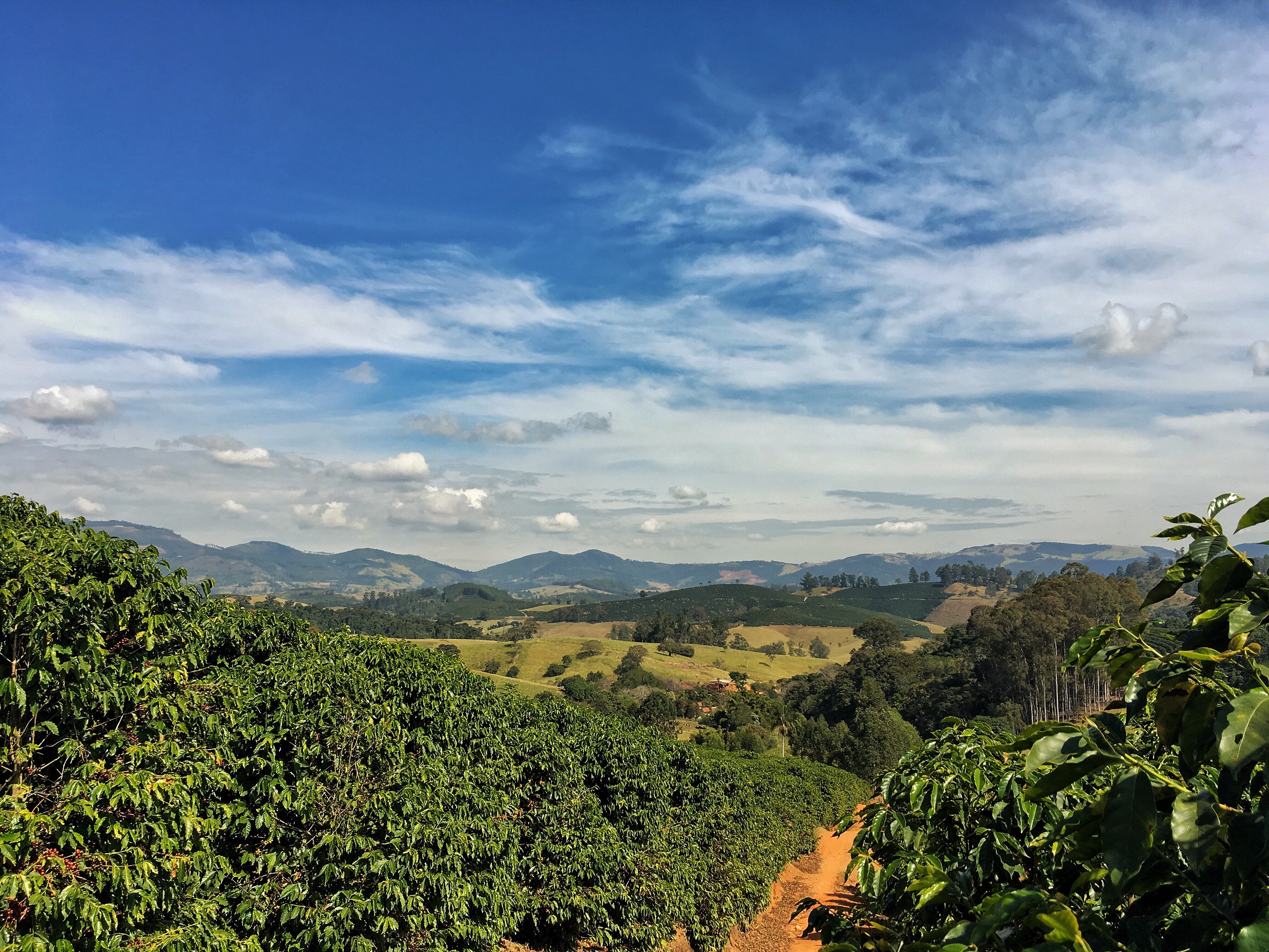 Brazil Coffee: A Brief History | Origin Coffee