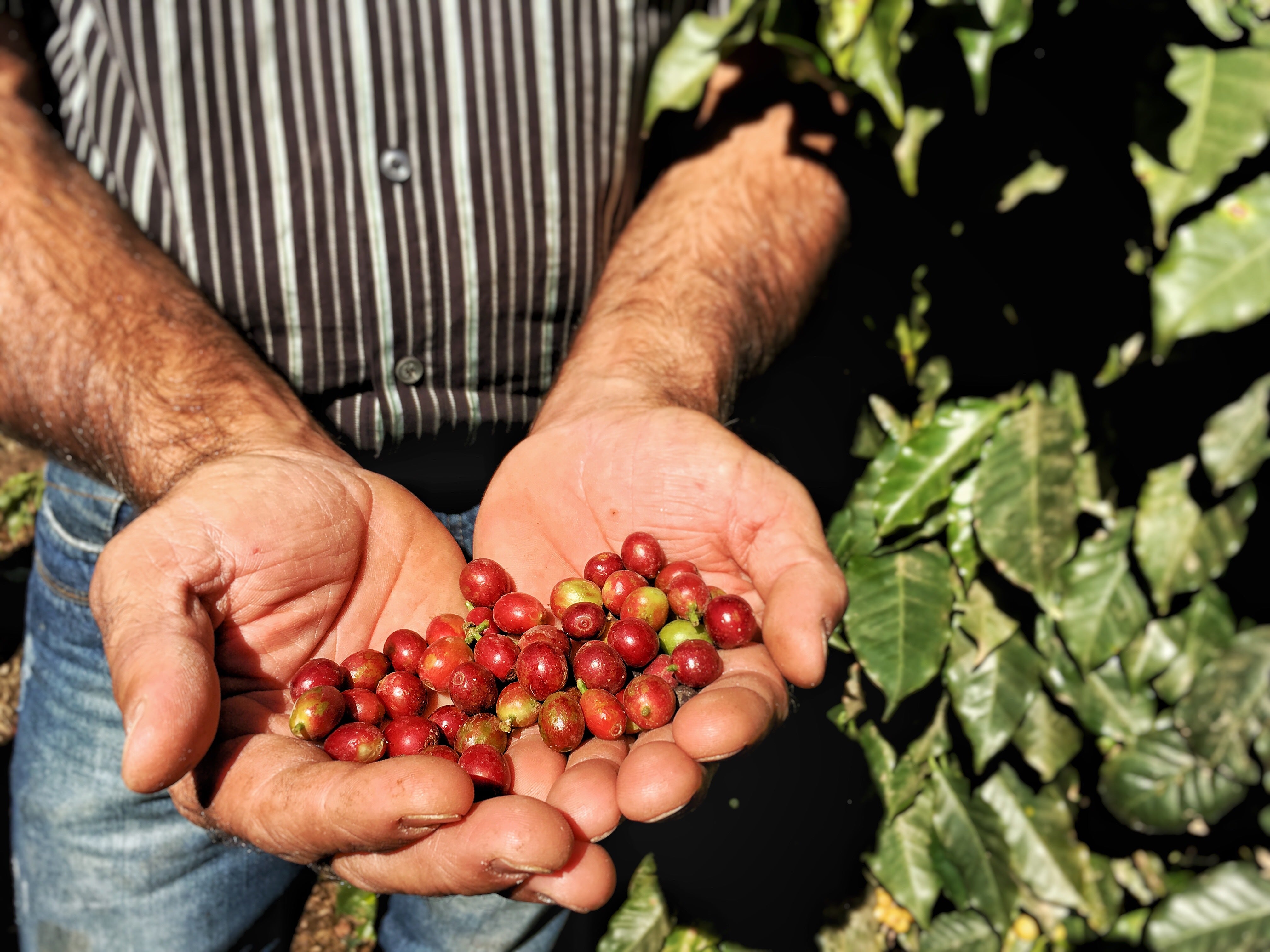Brazil Coffee: A Brief History | Origin Coffee